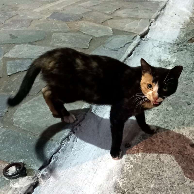 TAMMY († 15. August 2025) - Cats at Andros e.V. – Cats at Andros e.V.